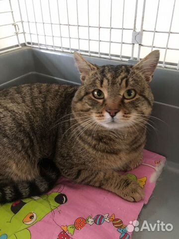 Серый полосатик