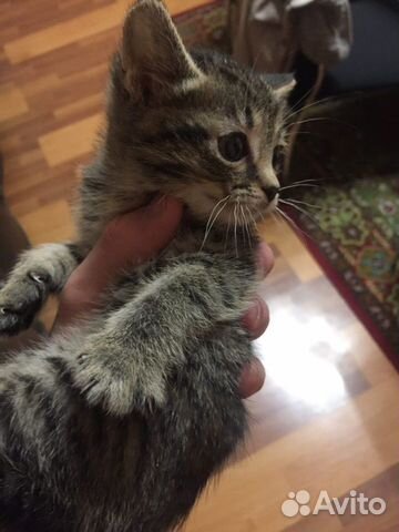 Отдадим котят, 2 месяца
