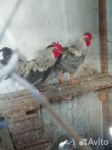 Петухи