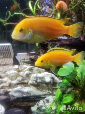 Рыбки цихлиды