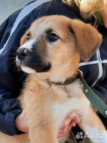 Очаровательный марк в добрые ручки