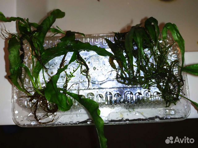 Аквариумные растения