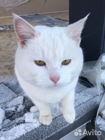 Белая кошка в добрые руки