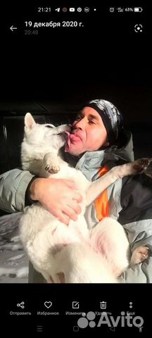 Собаки щенки кисю-кен