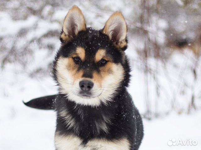 Балто ищет свой дом