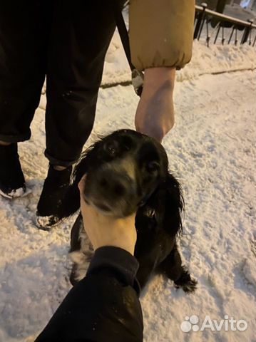 Найдена собака спаниель