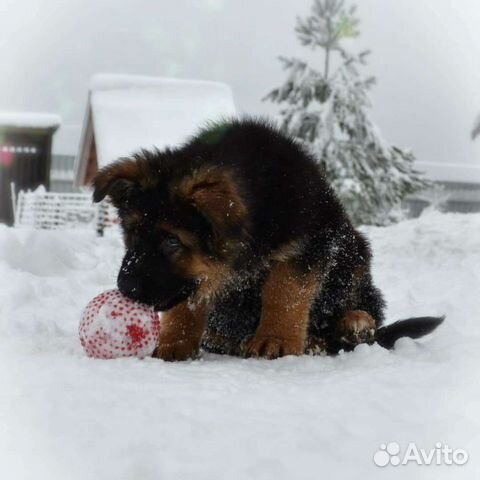 Шикарный щенок длинношерстной немецкой овчарки