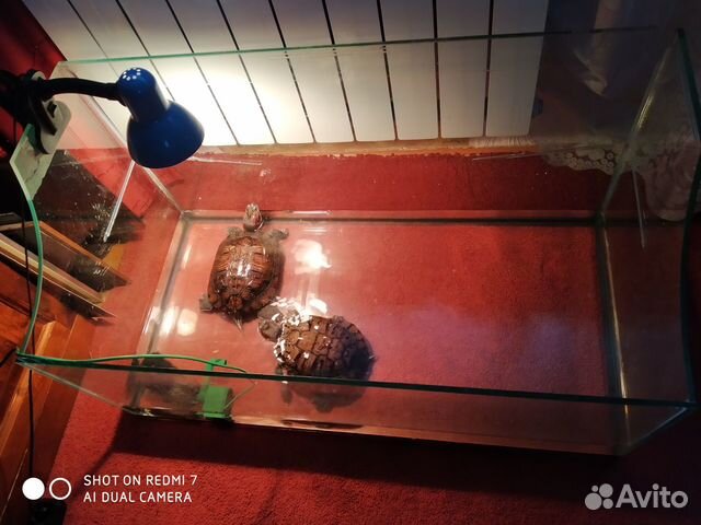 Черепашки красноухие