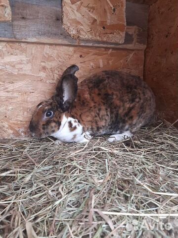 Кролики породы рекс