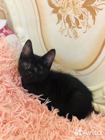 Котенок 2,5 месяца в добрые руки