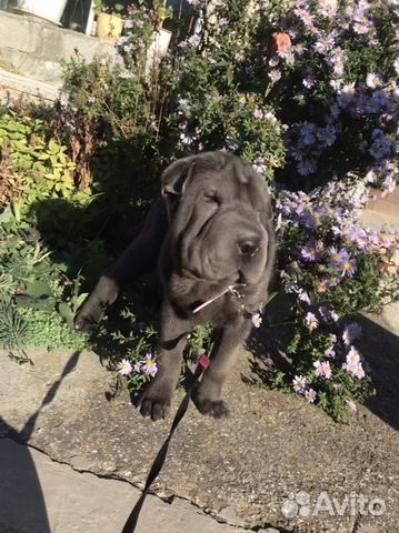 Продам,шарпея Девочка 4 месяца