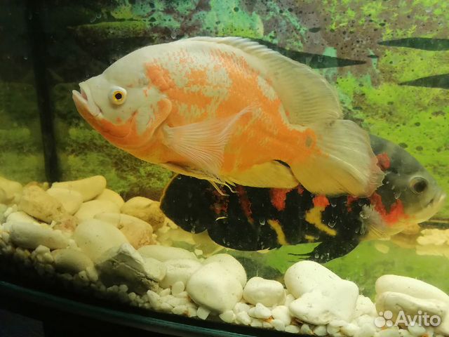 Астронотусы