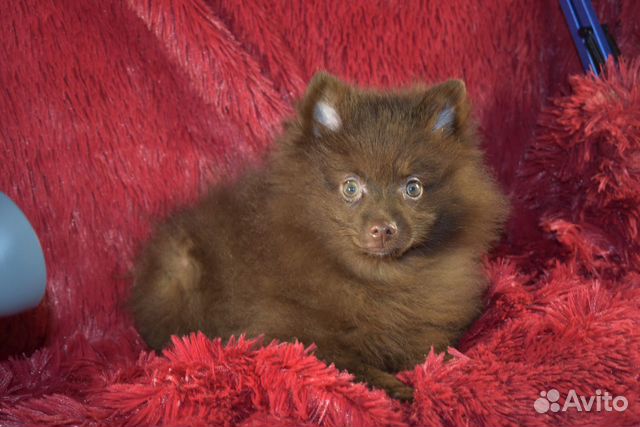 Шпиц - добрейший малыш