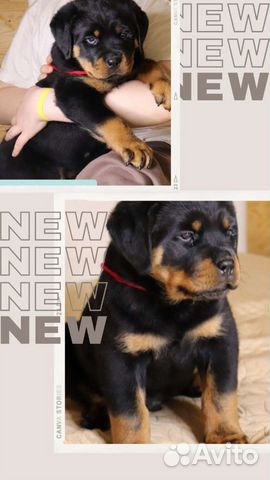 Ротвейлера щенок д.р.20.10.21