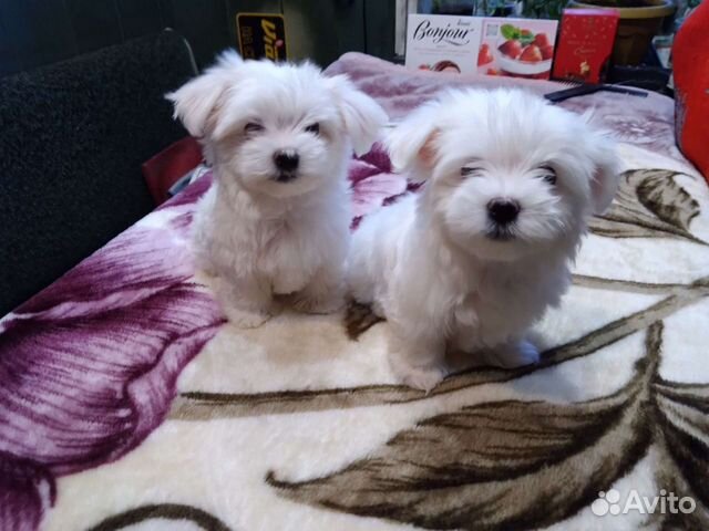 Мальчик Мальтезе