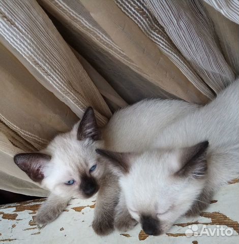 Кошки
