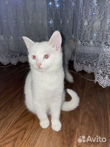 Котенок