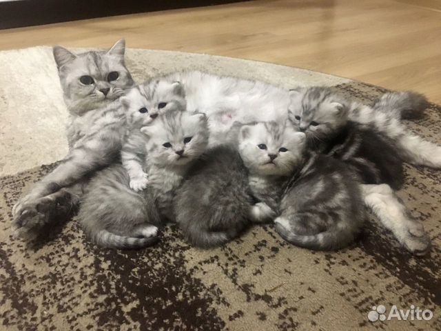 Котята британские