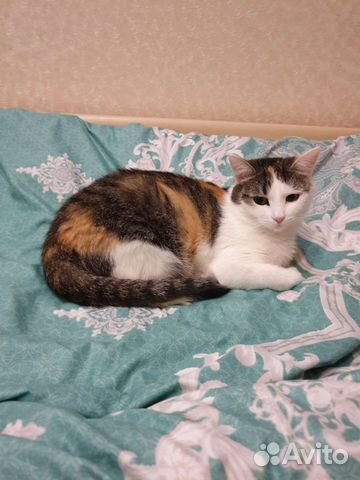 Кошка