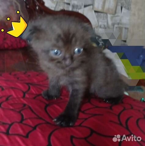 Кошки шотландцы вислоухие