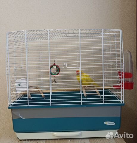 Попугай какарик