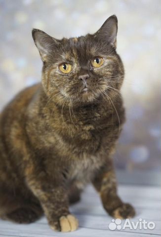 Британская кошка сирота Ксюня в добрые руки