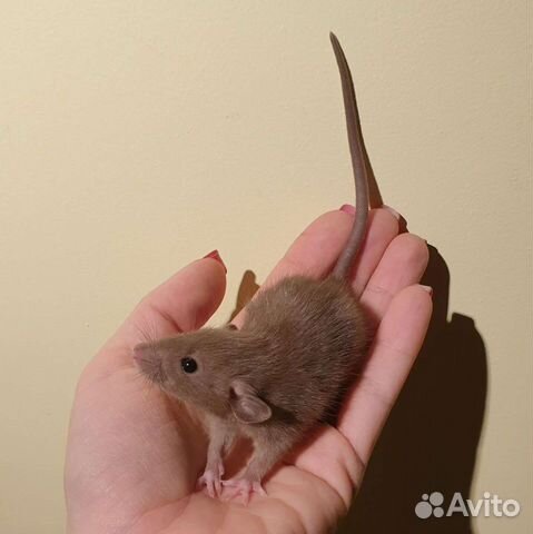 Крысята бурмиз