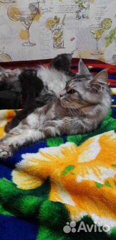 Кошка