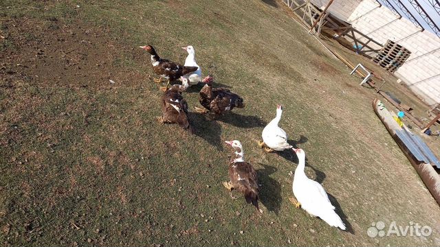 Селезень индоутки