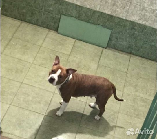 Найден Стаффордширский терьер