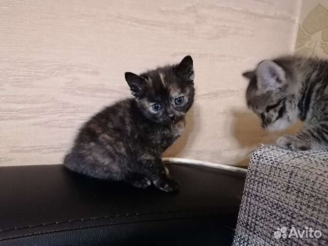 Котёнок девочка