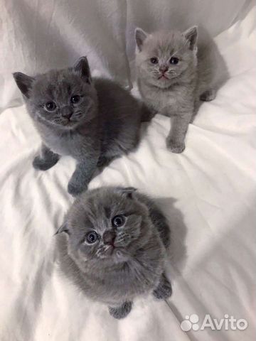 Шотландские котята