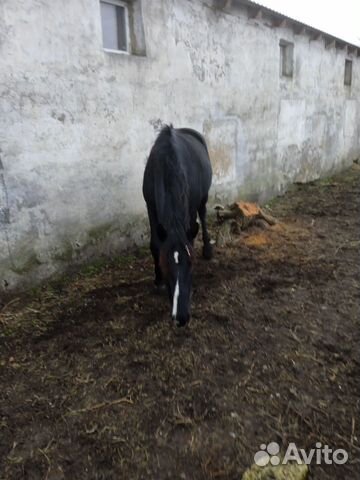 Жеребец на случку