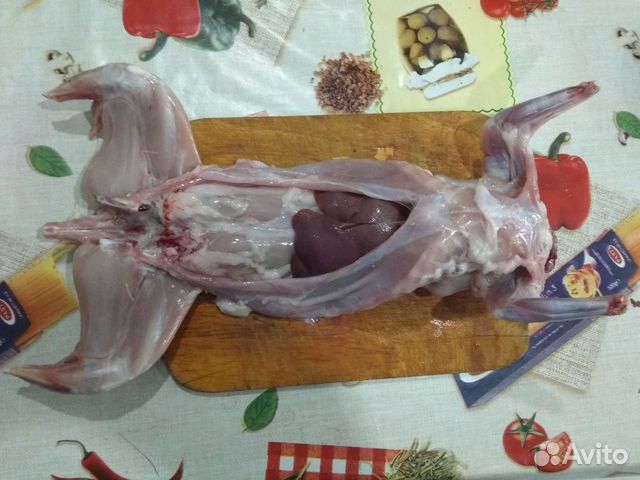 Кролик домашний