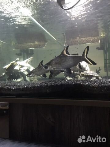 Акулий балу