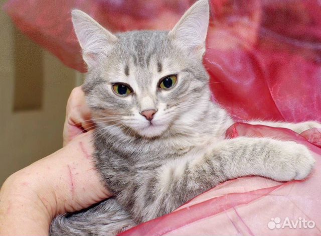 Крендель - котенок ищет дом