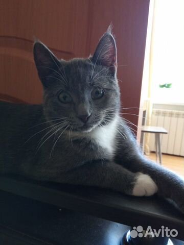 Котёнок 7 мес