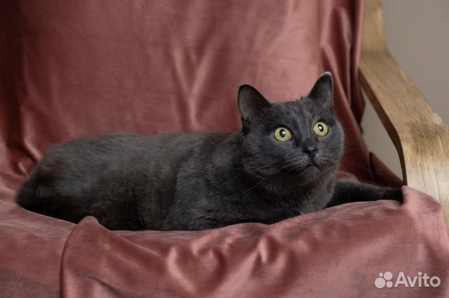 Кот бесплатно