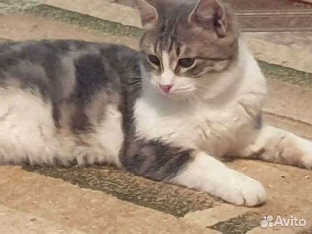 Кошки в добрые руки бесплатно