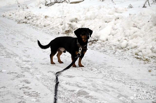 Такса в добрые руки