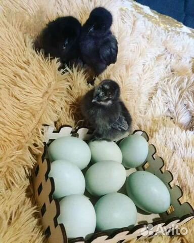 Инкубационное яйцо ухейилюй