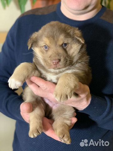 Щенок для охраны частного дома