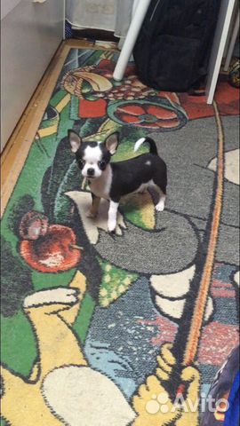 Щенок чихуахуа триколор