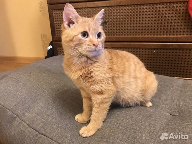 Котенок мальчик 7-8 месяцев