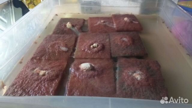 Аулофорус (корм для рыб)