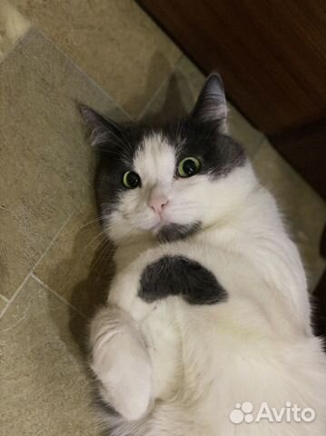 Домашние животные кошки