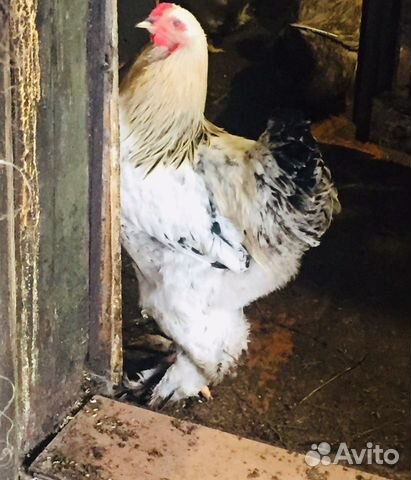 Петух брама