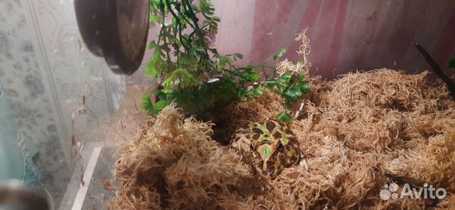 Продается жаба-рогатка 1,5 года с террариумом