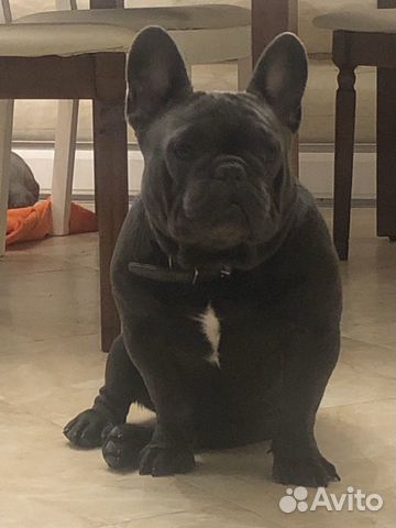 Голубой солид французский бульдог вязка