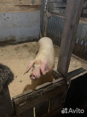 Свиньи на мясо